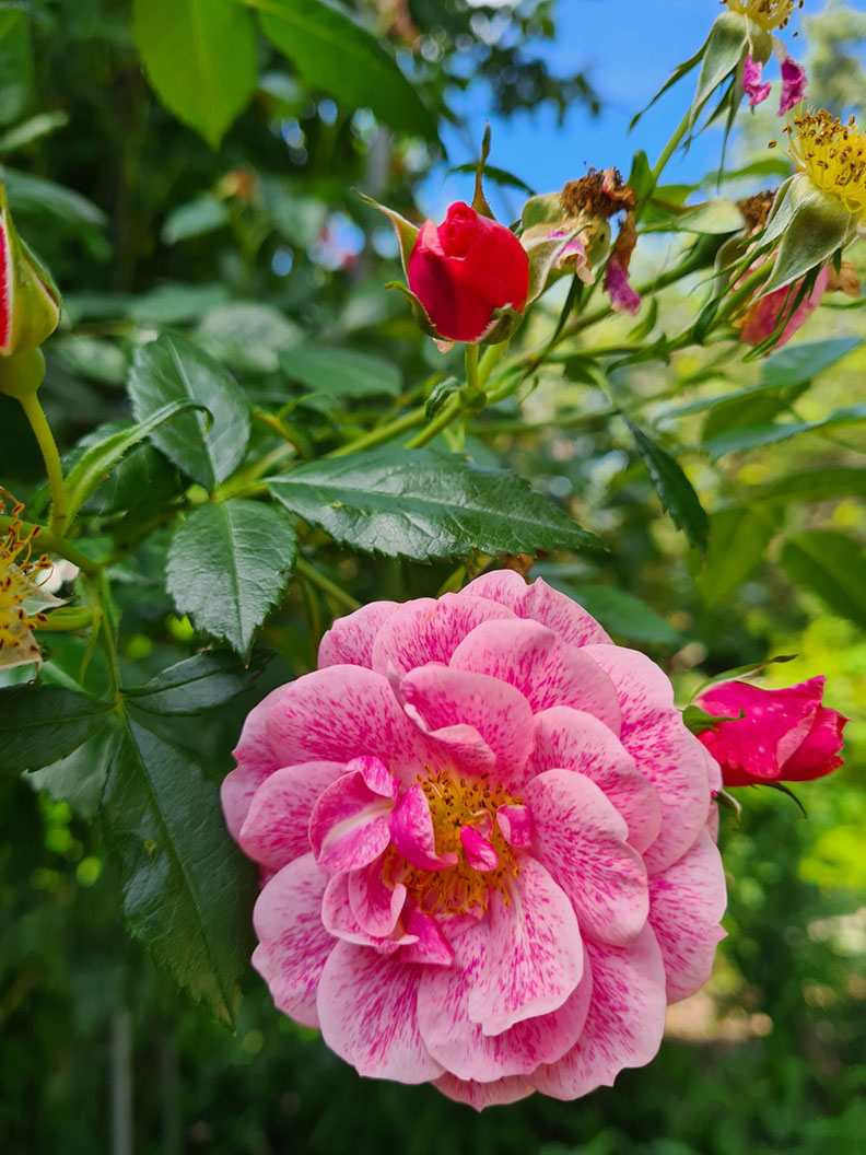 The Rose Garden in Munich: A wonderful Park near to the Isar
