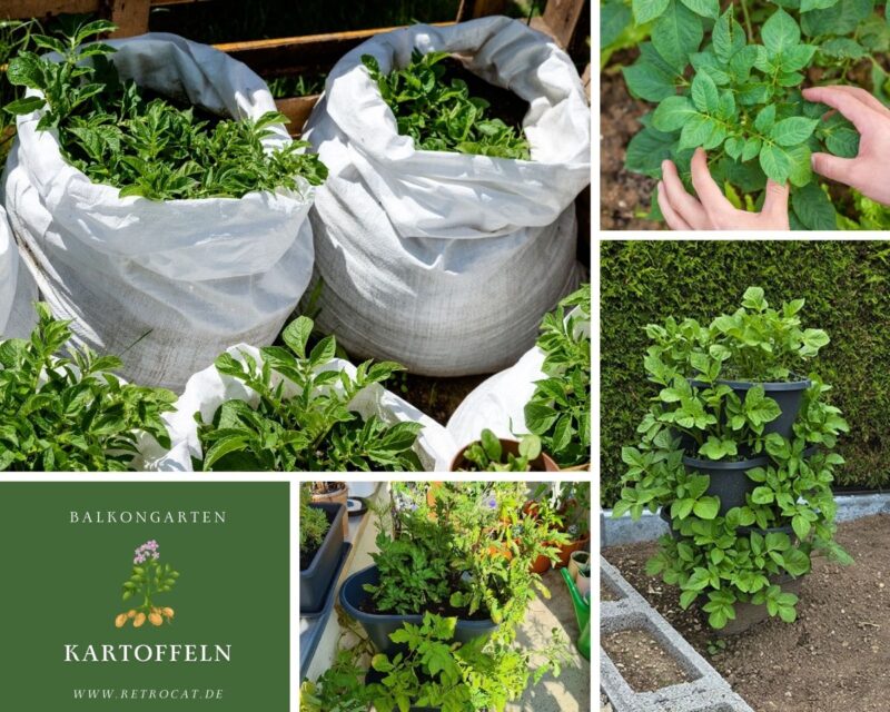 Kartoffeln In Kubeln Anbauen